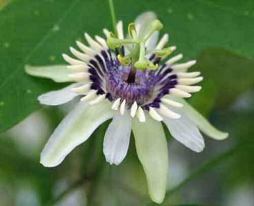 10 Seeds, Passiflora colinvauxii Colinvauxs Passion Flower Plant #ggvm5