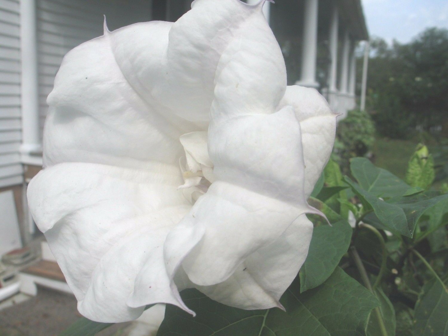 10 seeds - Datura Dwarf Double White Purity Plant #ggvm5