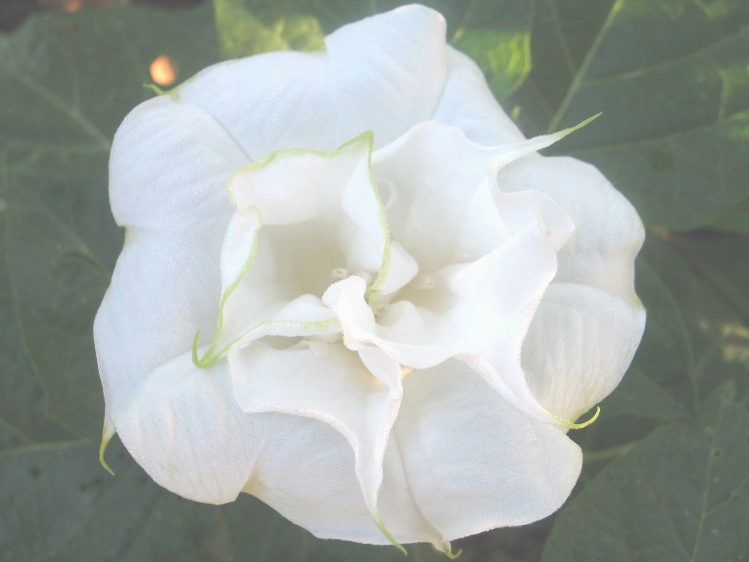 10 seeds - Datura Dwarf Double White Purity Plant #ggvm5