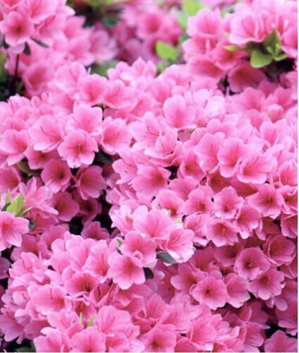 1 Pint Plant - Rhododendron Azalea Pink Ruffles Plant #ggvm5