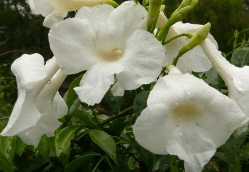 15 seeds - Rare Pandorea jasminoides 'Lady Di' White Bower Vine Plant # ...