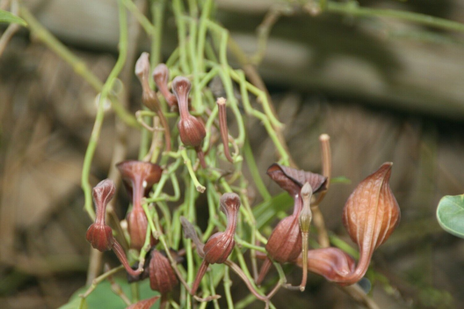 10 seeds - Aristolochia maxima Florida Dutchman Pipevine Plant #ggvm5