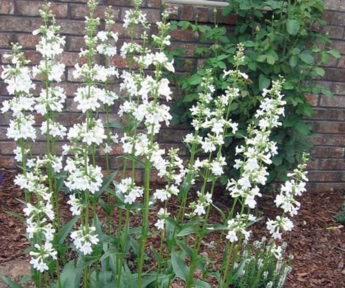 10 seeds - Penstemon tubaeflorus - White Plains Beardtongue Plant #ggvm5