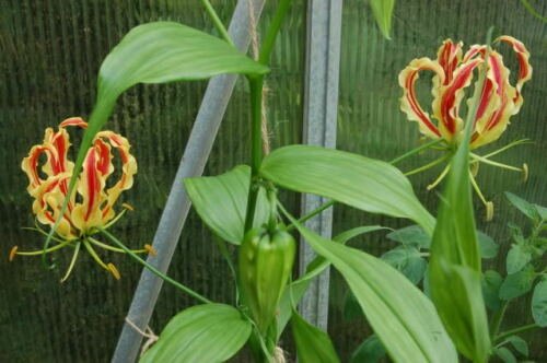 10 seeds - Gloriosa superba rothschildiana Glory Lily Plant #ggvm5