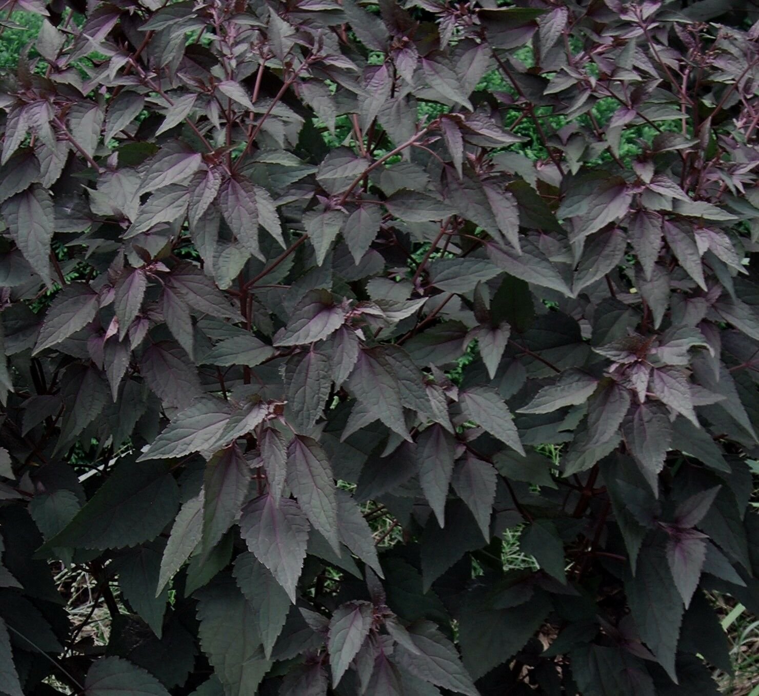 20 seeds - Eupatorium rubrum - Joe Pye Black Chocolate Plant #ggvm5