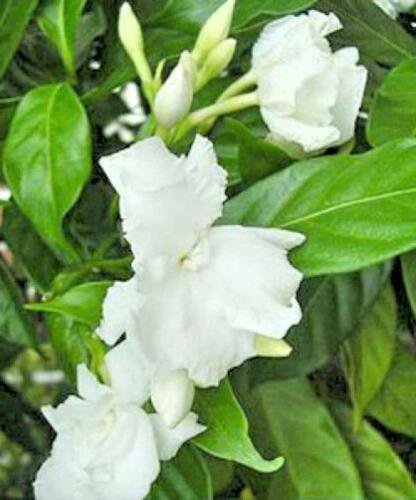 1 Quart Plant - Tabernaemontana coronaria - Butterfly Gardenia #ggvm5