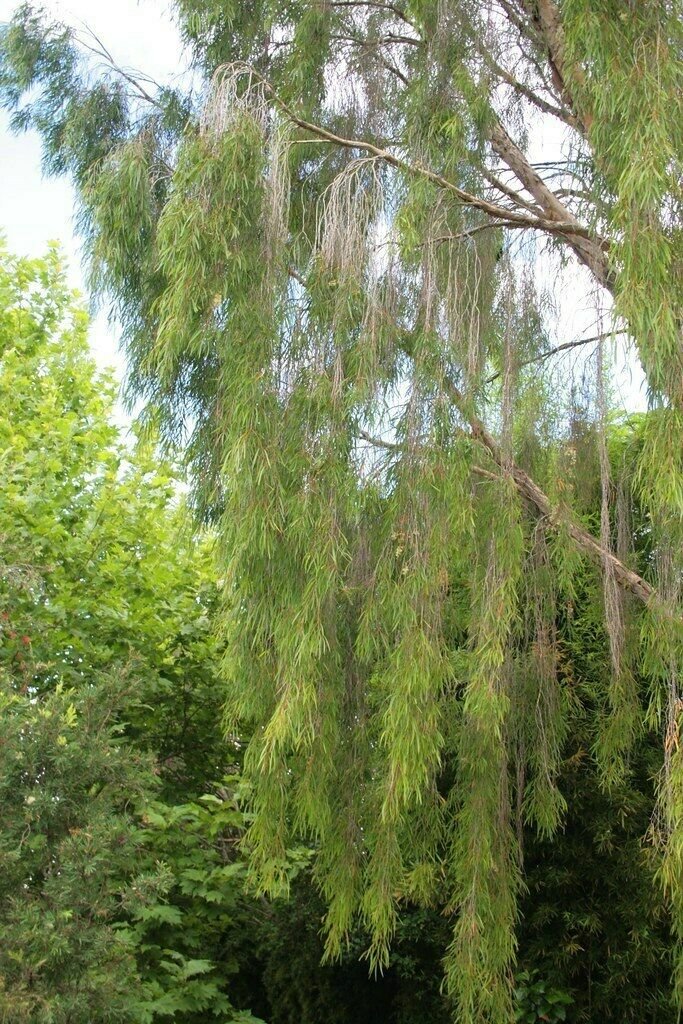 30 seeds - Melaleuca leucadendra - Weeping Paperbark Plant #ggvm5