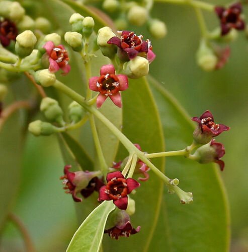 5 seeds - Santalum album White Sandalwood or Chandana Plant #ggvm5