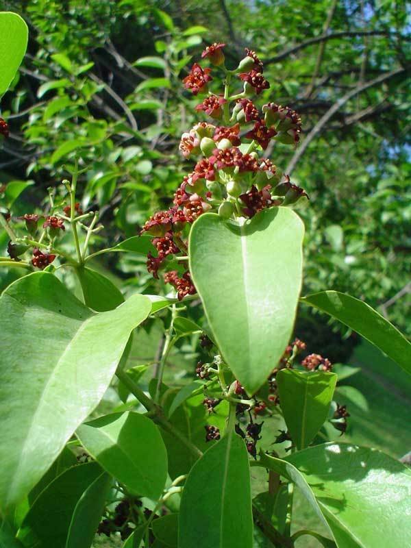 5 seeds - Santalum album White Sandalwood or Chandana Plant #ggvm5