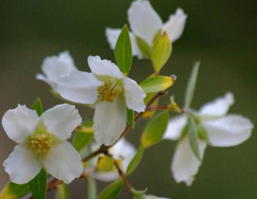 10 seeds - Philadelphus microphyllus - Little leaf Mock Orange Plant #ggvm5