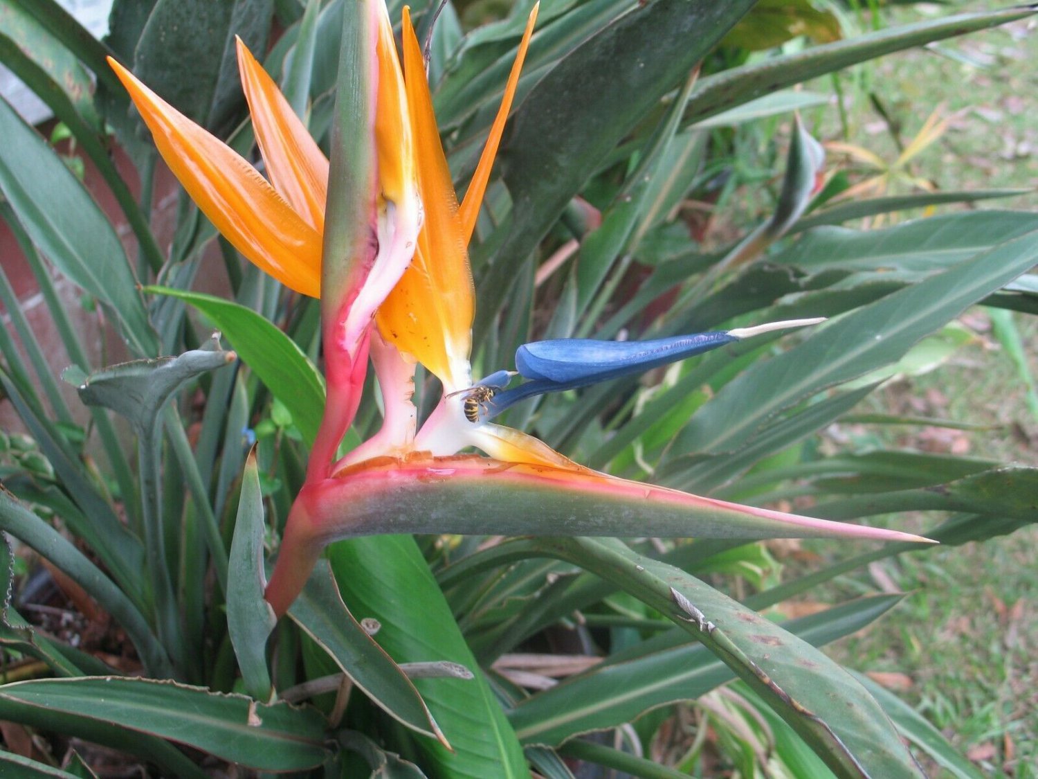 5 seeds - Strelitzia reginae Dwarf Bird of Paradise Plant #ggvm5