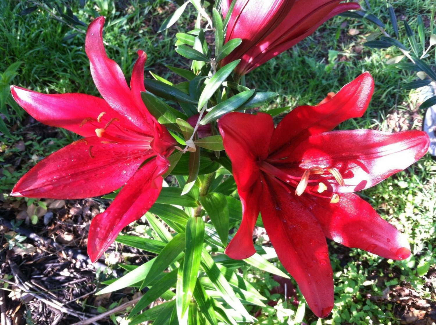 1 Quart Plant - Longiflorum Asiatic Hybrid Lily Red Alert #ggvm5