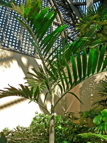 10 seeds - Ptychosperma elegans - Solitaire Palm Plant #ggvm5