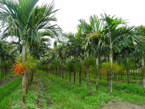 10 seeds - Ptychosperma elegans - Solitaire Palm Plant #ggvm5