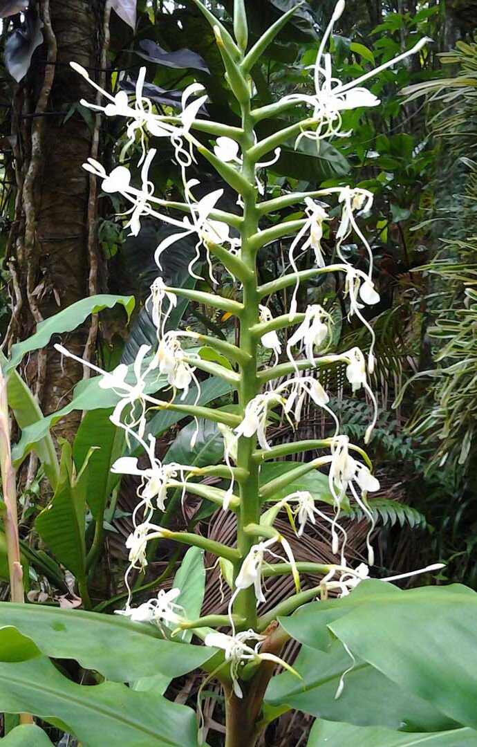 10 seeds - Hedychium stenopetalum - Slenderpetal Lily Plant #ggvm5
