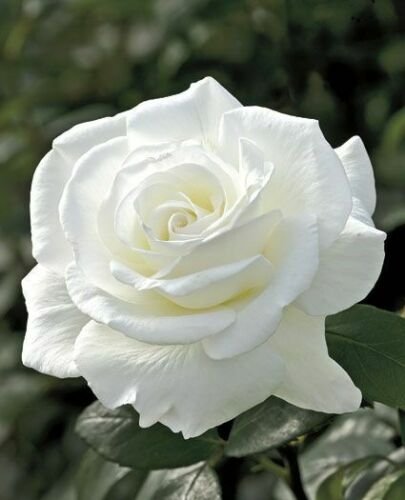 10 Seeds - Double White Rose Seeds Flower Bush - Beautiful Flower Home ...