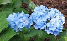 5 Seeds - Blue Hydrangea Seeds Perennial Shrub Bloom Flower - Beautiful ...