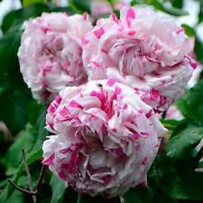 10 Seeds - Double Pink White Rose Seeds - Beautiful Flower Home Garden ...