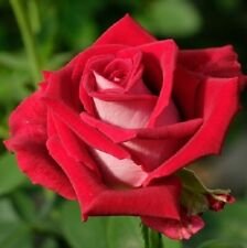 10 Seeds - Bright Red Rose Seeds Flower Bush Perennial - Beautiful ...