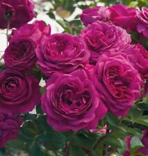 10 Seeds - Magenta Rose Seeds Flower Bush Perennial - Beautiful Flower ...