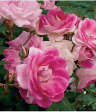 10 Seeds - Bright Pink White Rose Seeds Flower Bush - Beautiful Flower ...