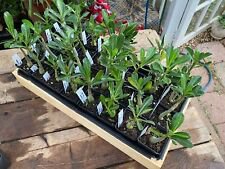 1 Live Plant - Desert Rose or Adenium Single Picotee Pink and White ...