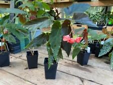 1 Live Plant - Begonia Cane Torch - Home Plant Garden #smfm3