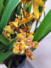 1 Live Plant - Golden Mirth 'Filini's Gold Dust' - Home Plant Garden #aloc4