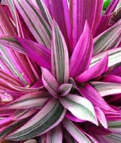 Variegated Tricolor Rhoeo Houseplant - Home Plant Garden Indoor #VRGT1