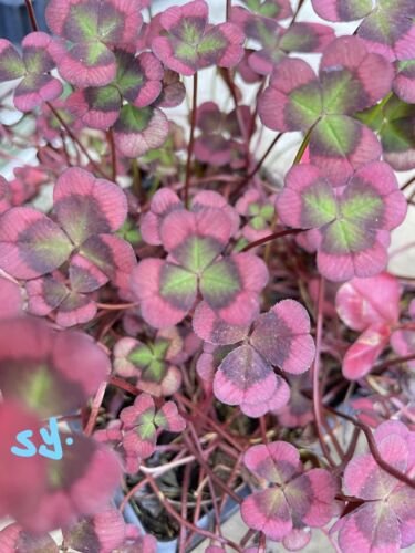 Variegated Trifolium repens Luck Red Green Clover Houseplant - Home ...