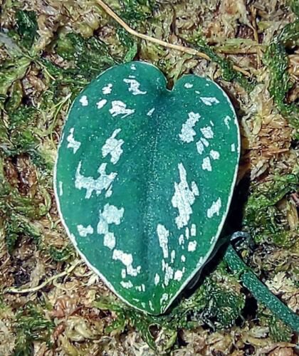 Scindapsus Snake Scale Plant - Home Plant Garden Indoor Outdoor #VRGT1