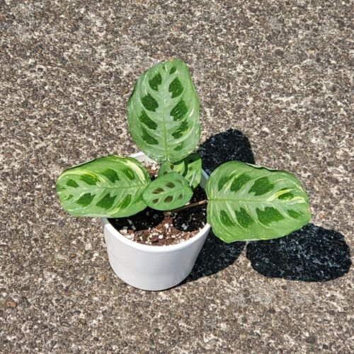 Variegated Maranta Leuconeura 'Kerchoveana' Plant - Home Plant Garden ...
