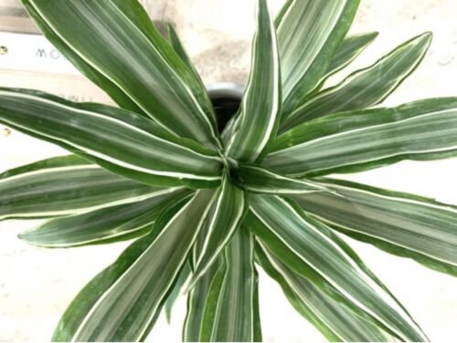 Dracaena Warneckii Compacta air purifier Plant - Home Plant Garden ...