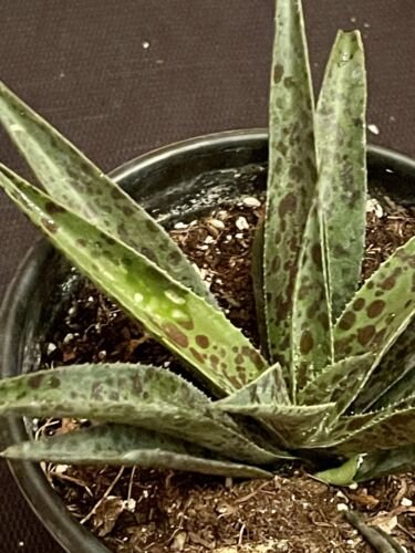 Agave Spotted Mangrave FRECKLES & SPECKLES - Home Plant Garden Indoor ...