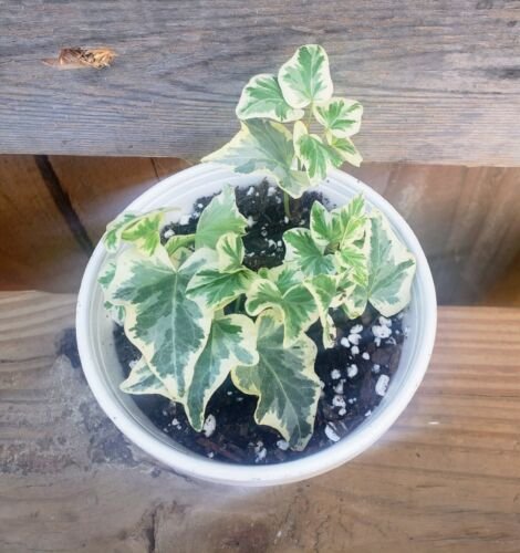 Algerian Ivy Variegated "White Wonder" Plant - Home Plant Garden Indoor ...