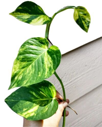 Variegated Golden Giant Pothos Hawaiian Plant - Home Plant Garden ...