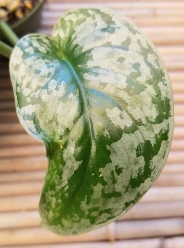 Scindapsus Pictus Silver Cloud Aroid Monstera - Home Plant Garden ...