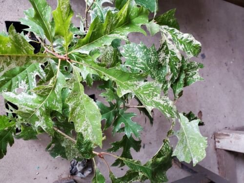 Variegated Red Oak Pre-Bonsai Tree Plant - Plant Garden Indoor Outdoor ...