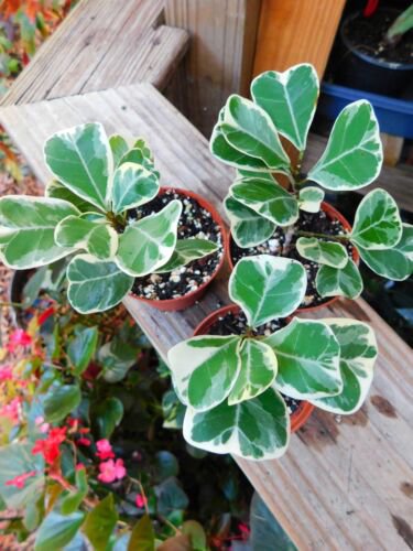 Ficus triangularis Variegated Triangle Home Plant - Plant Garden Indoor ...