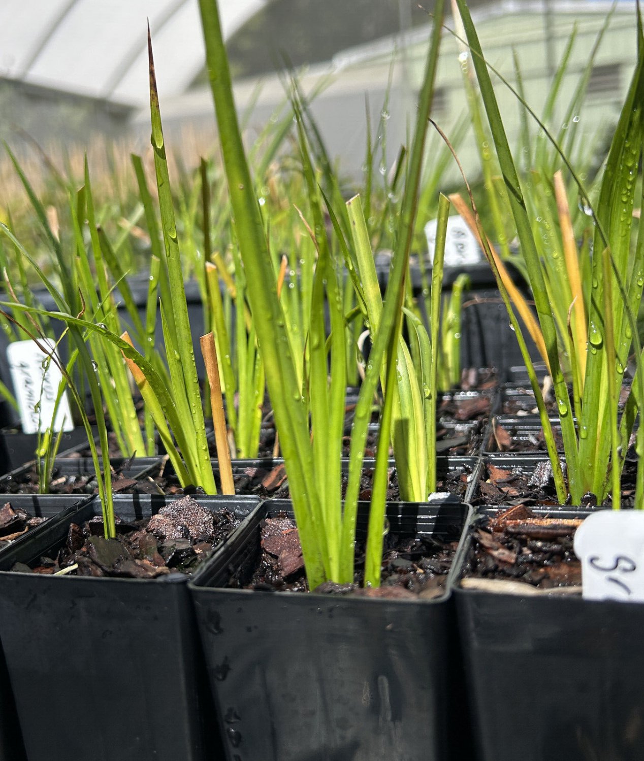 Plant Garden Acorus gramineus JAPANESE SWEET FLAG Garden Home Live Plant