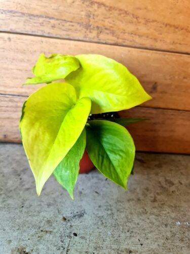 Live Plant Home Goldilocks Potho Neon Epipremnum Live Plant Garden Home ...