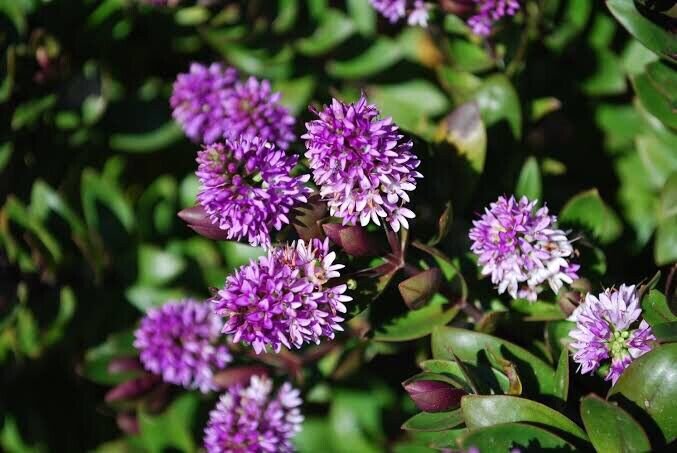 Plant Garden Purple Hebe Cutting Flower Plant Garden lpau