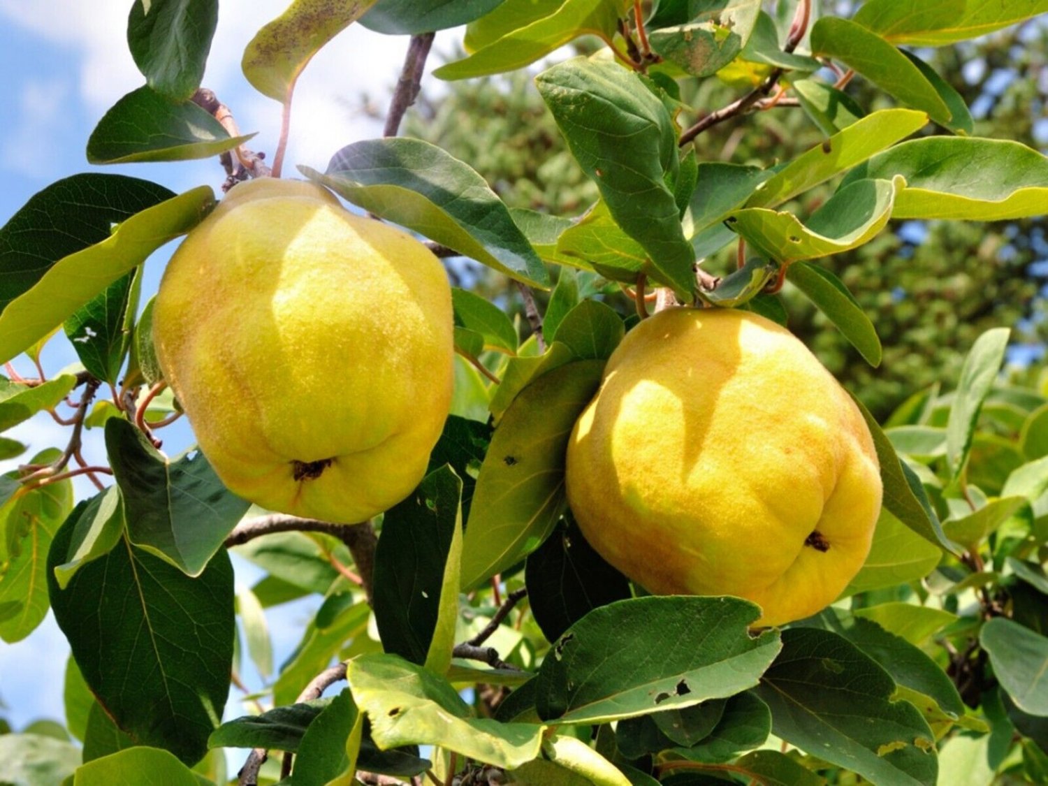 Plant Quince tree Champion Fruit Cutting for rooting and propagation ...