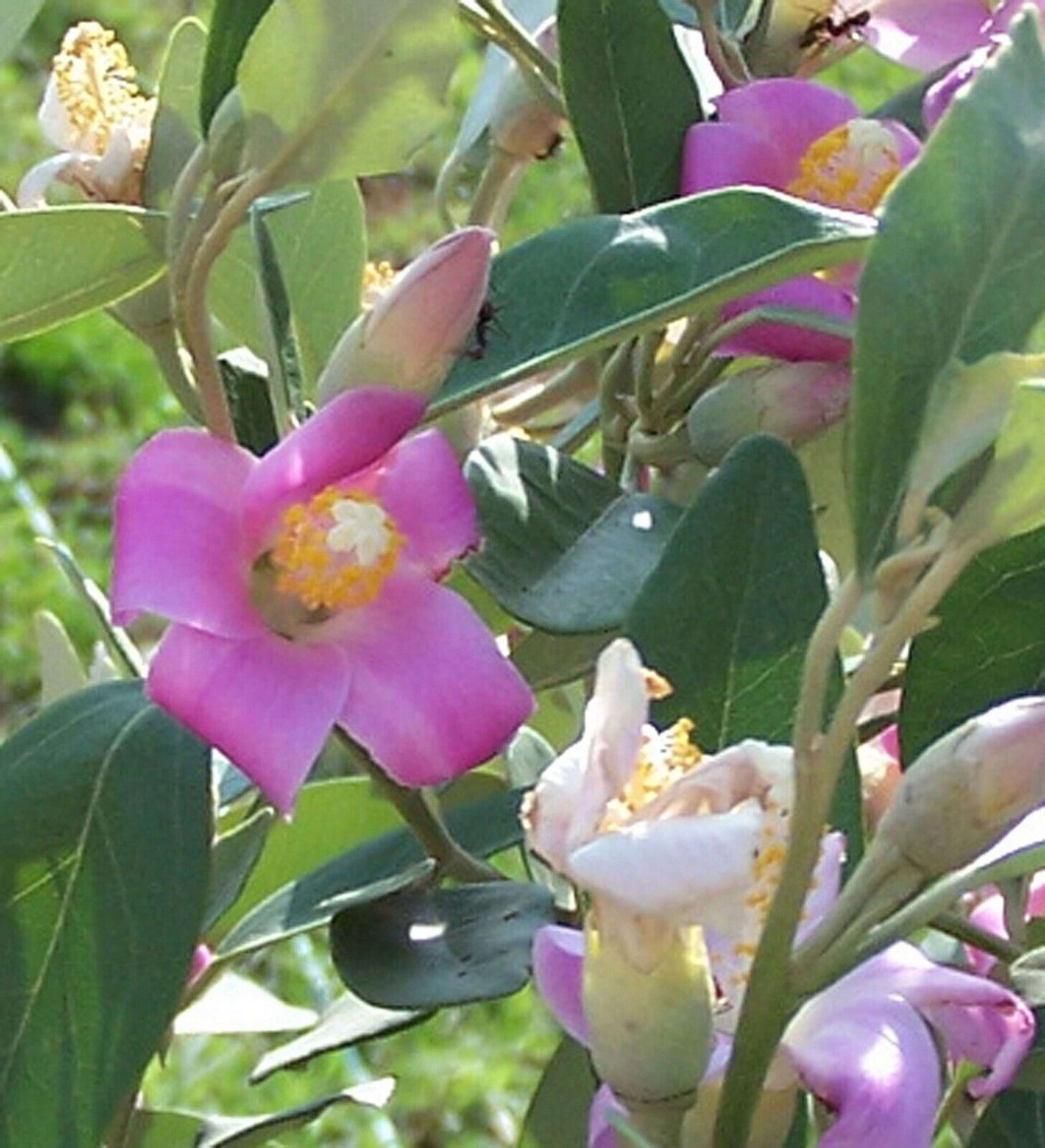 Plant Itchy bomb tree Lagunaria patersonia Cutting for rooting and ...