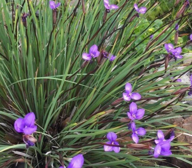 30X Seeds Australian Native Iris Flower Seeds Plant Home Garden #lpau