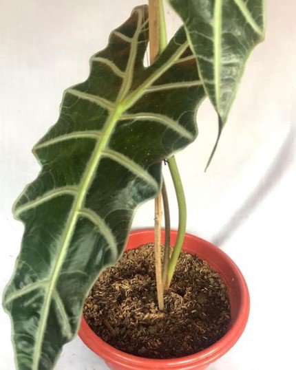 African Mask plant Rare Flower Garden Plant Home Live Plant Rare Garden ...