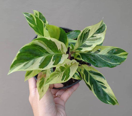 Calathea Yellow fusion Rare Flower Garden Plant Home Live Plant Rare ...
