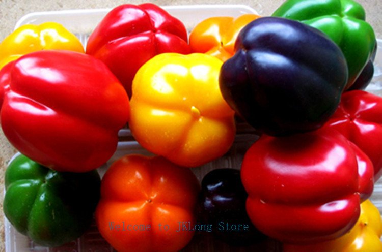60 Bell Pepper Vegetable,Color Capsicum seeds,Shimla Mirch red seeds