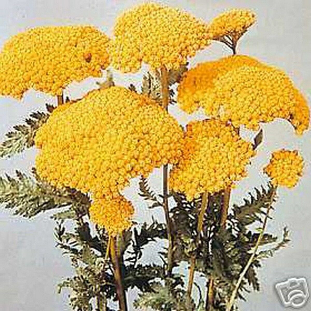 Jammas5 Yarrow- Gold/Yellow- Achillea- 250 seeds