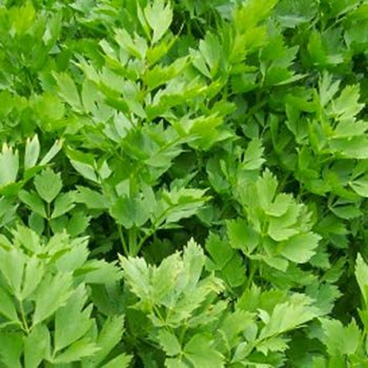 Jammas5 Lovage (Levisticum Officinalis)- 50 Seeds